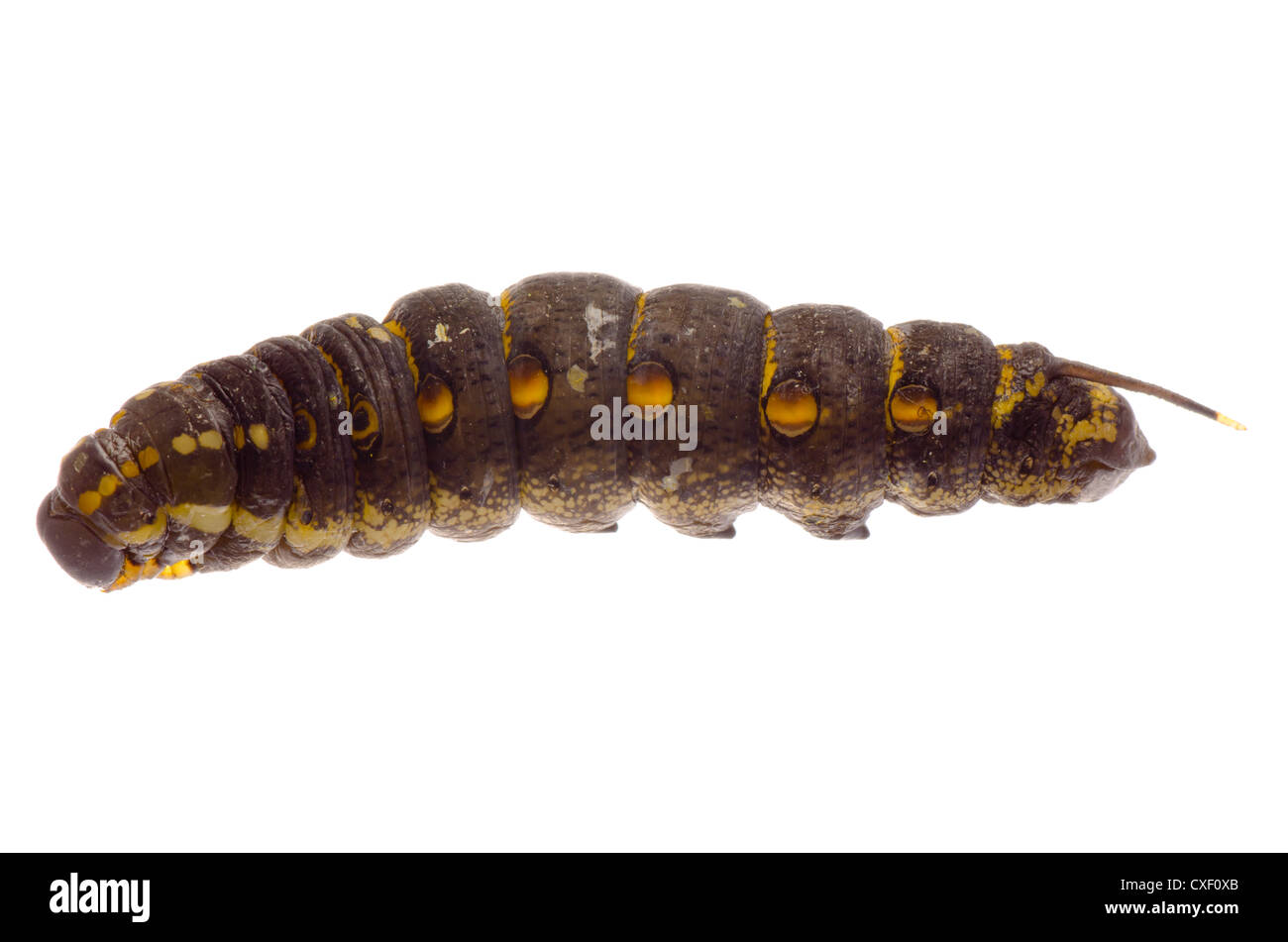 Caterpillar cocoon hi-res stock photography and images - Alamy