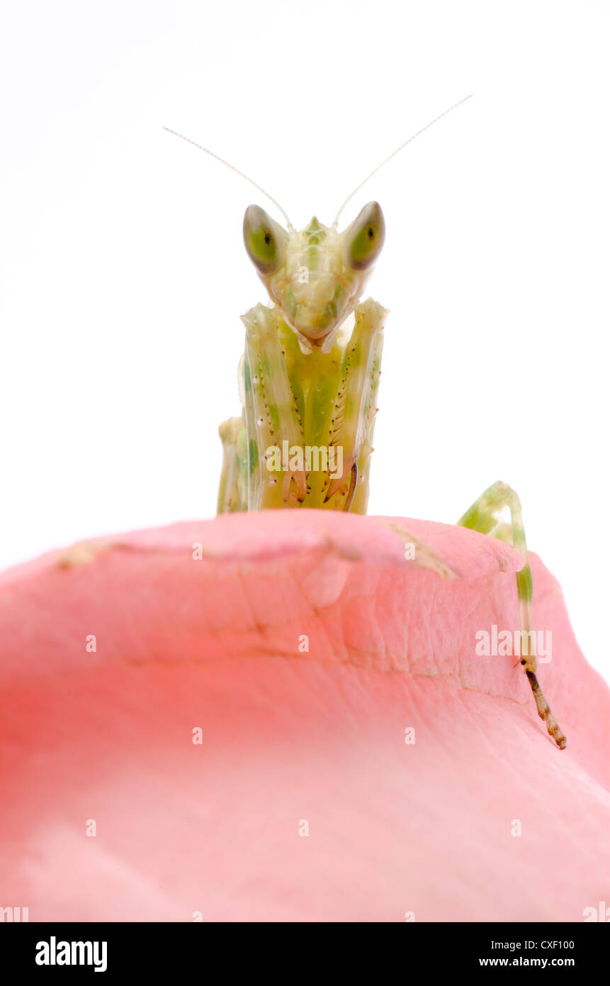 Female chinese mantis hi-res stock photography and images - Alamy