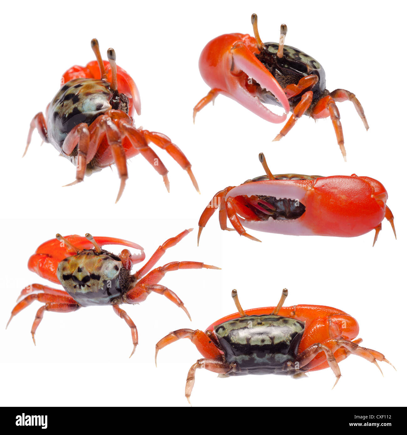 fiddler crab set collection Stock Photo - Alamy