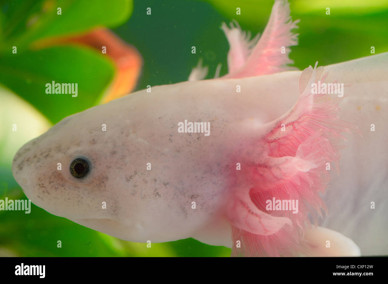 salamander newt head Stock Photo - Alamy