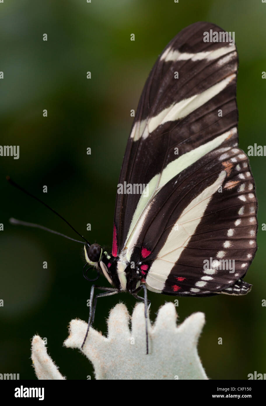 Zebra Longwing Butterfly - Heliconius charitonia Stock Photo - Alamy
