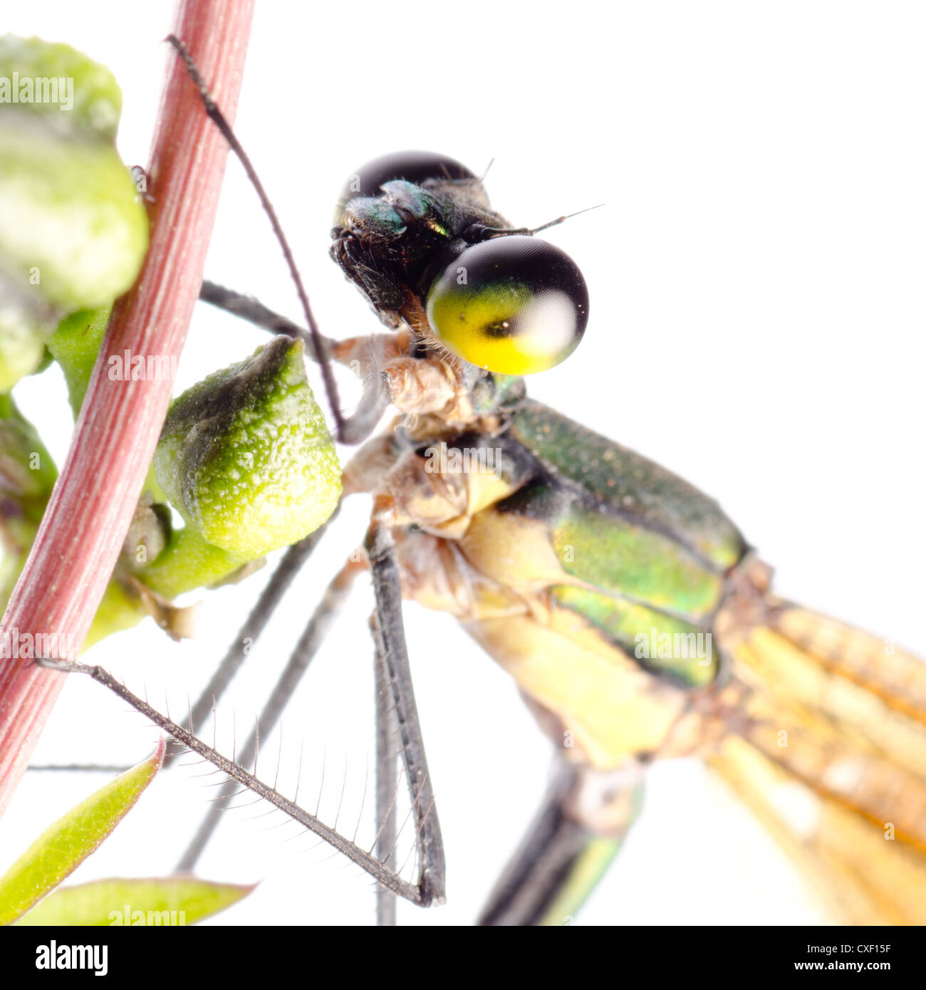 insect damsefly dragonfly isolated Stock Photo - Alamy
