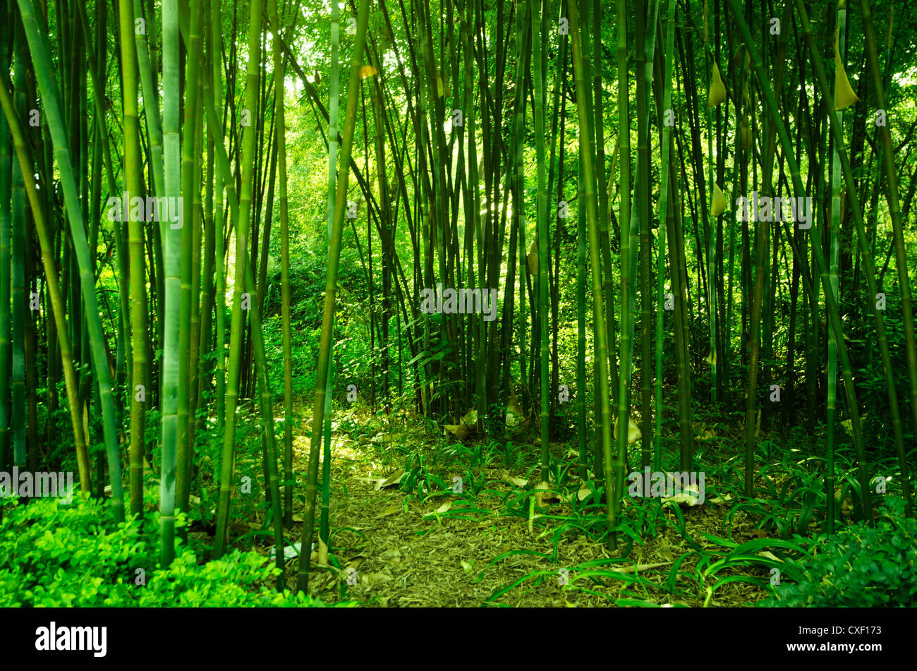 Bam park hi-res stock photography and images - Alamy