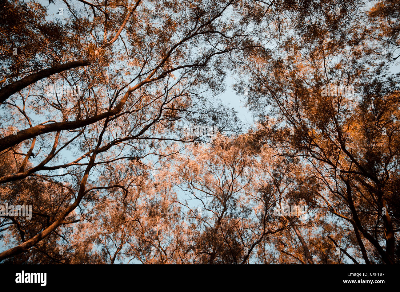 Autumn tree look up background Stock Photo - Alamy