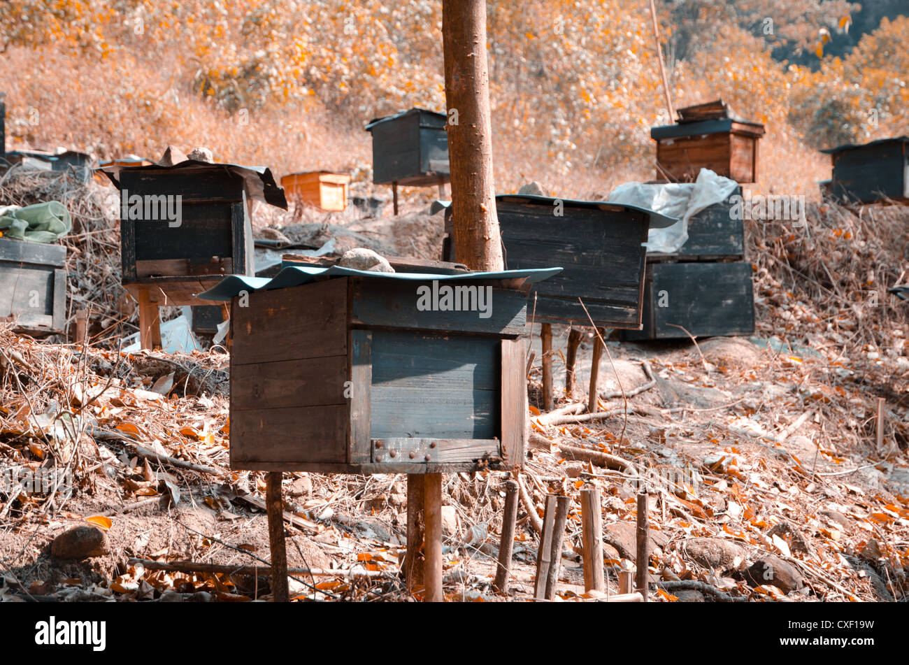 Honey bee hives Stock Photo - Alamy