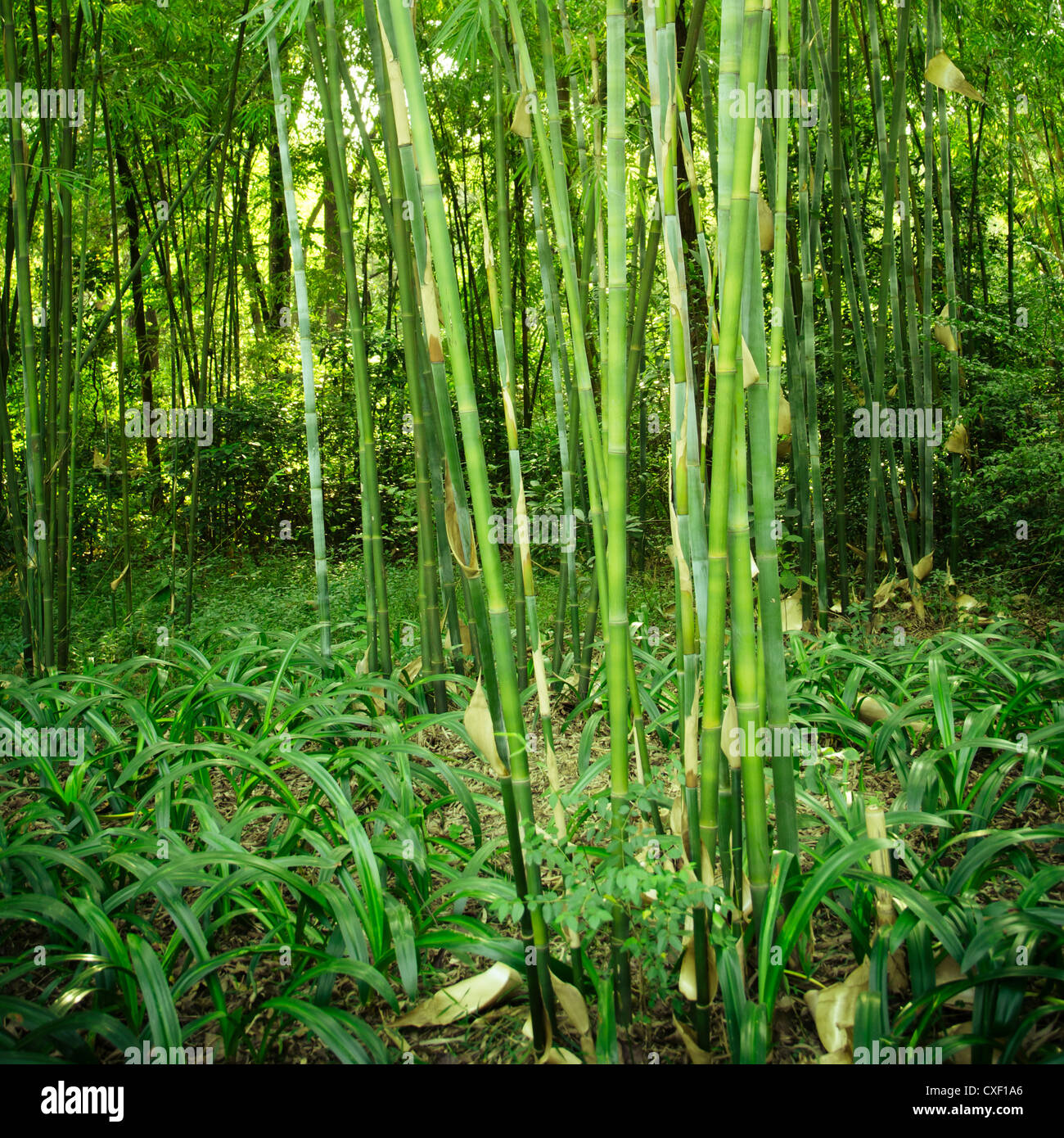 Bamboo forest china hi-res stock photography and images - Alamy