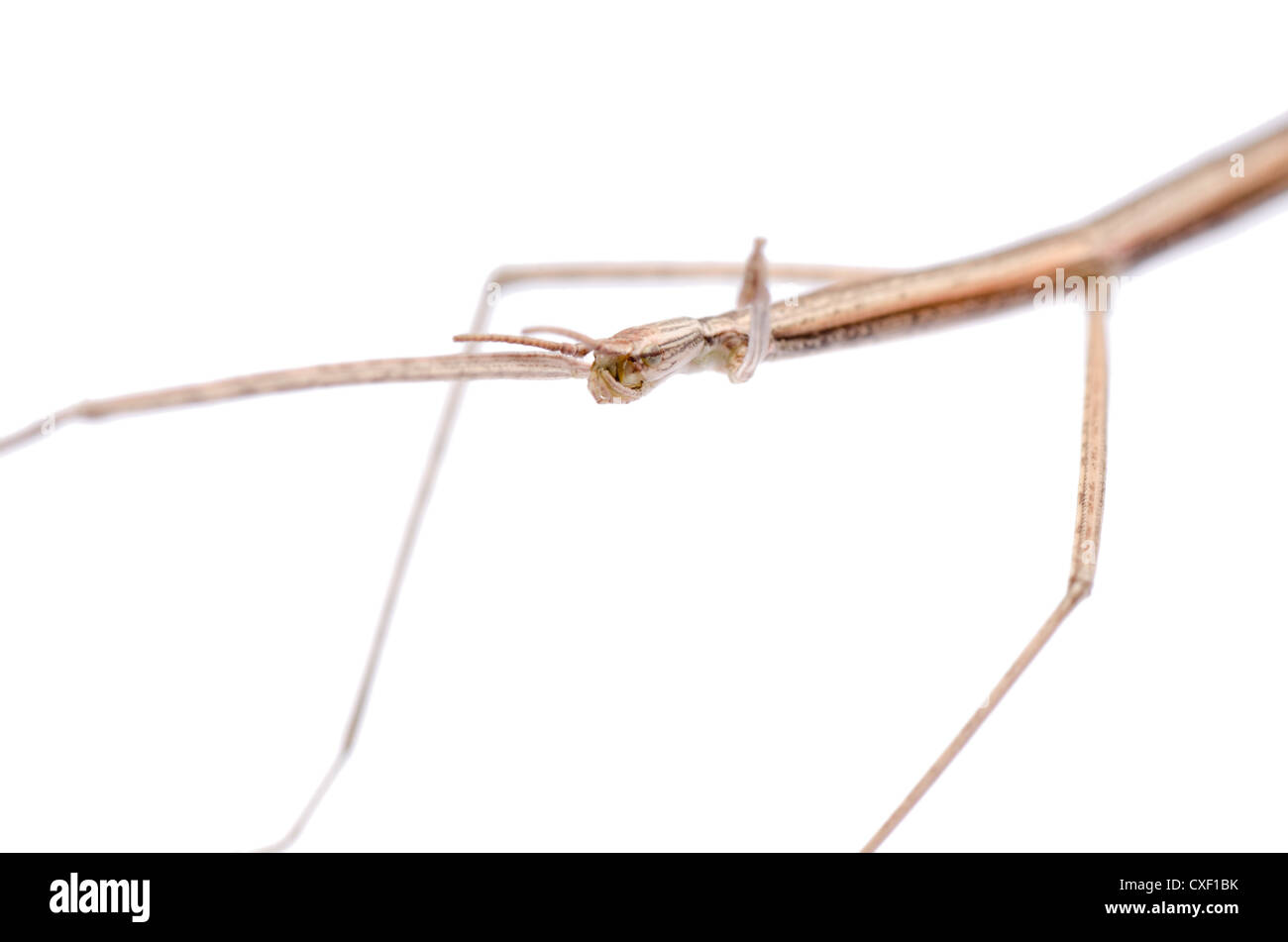 Walking Stick Insect Crafts