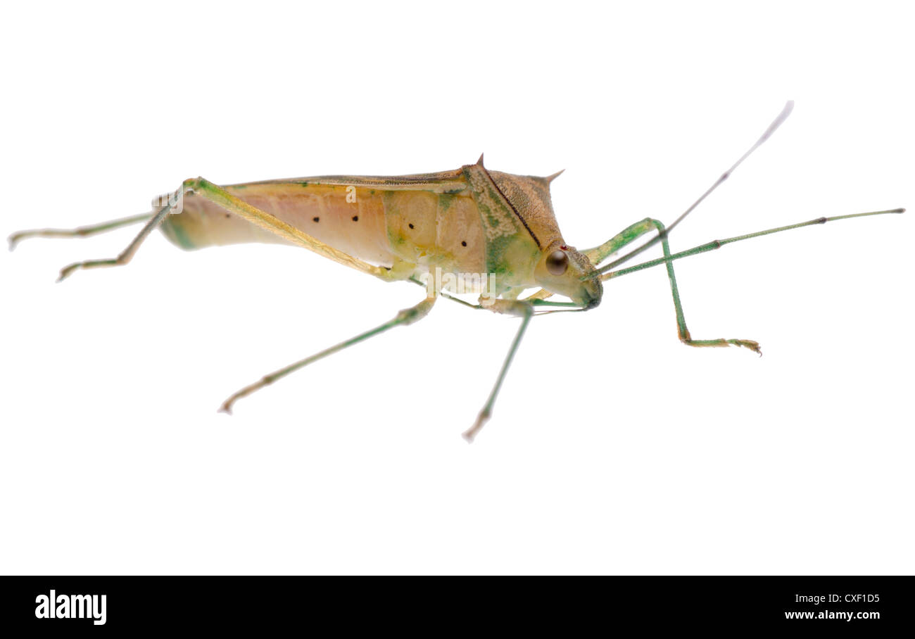 Pentatomidae bug insect macro Cut Out Stock Images & Pictures - Alamy