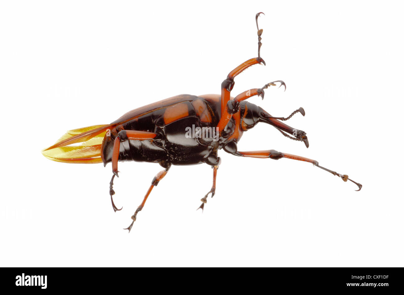 Brown palm weevil beetle hi-res stock photography and images - Alamy