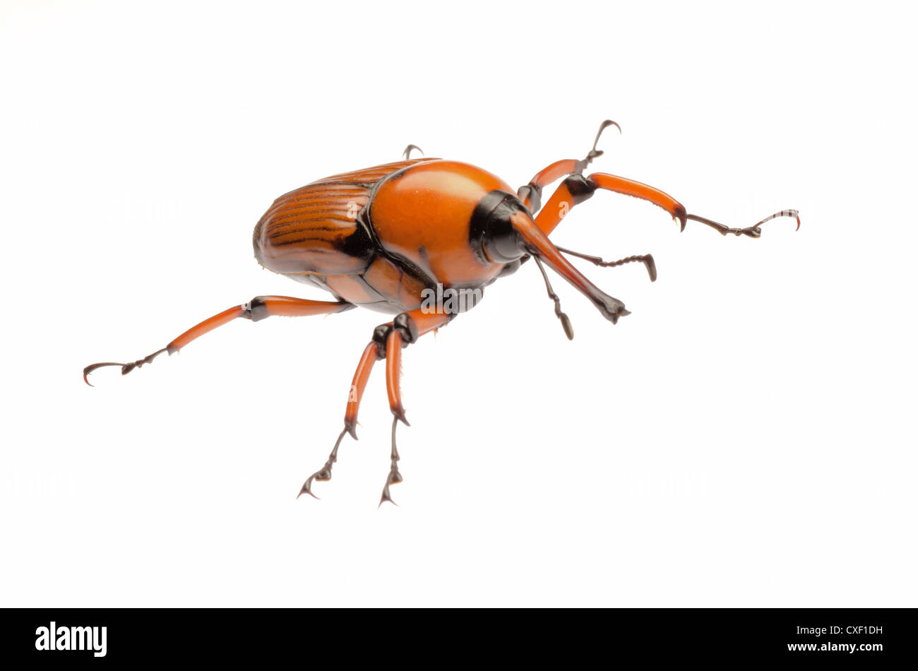 Snout beetle hi-res stock photography and images - Alamy