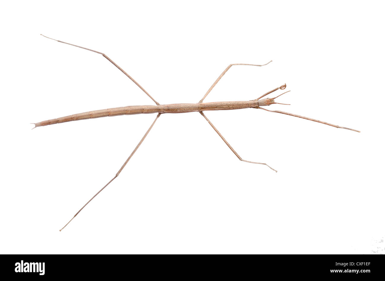 walking stick bug Stock Photo - Alamy