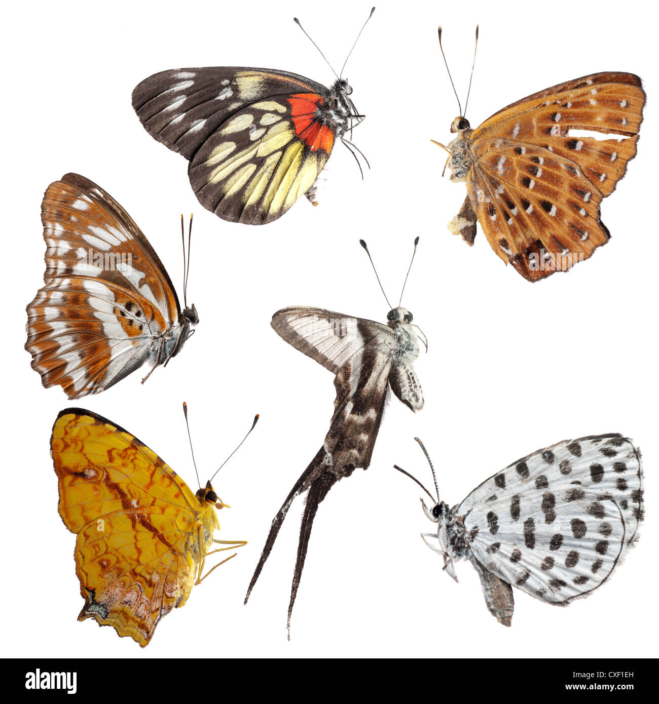 butterfly set side view collection Stock Photo - Alamy
