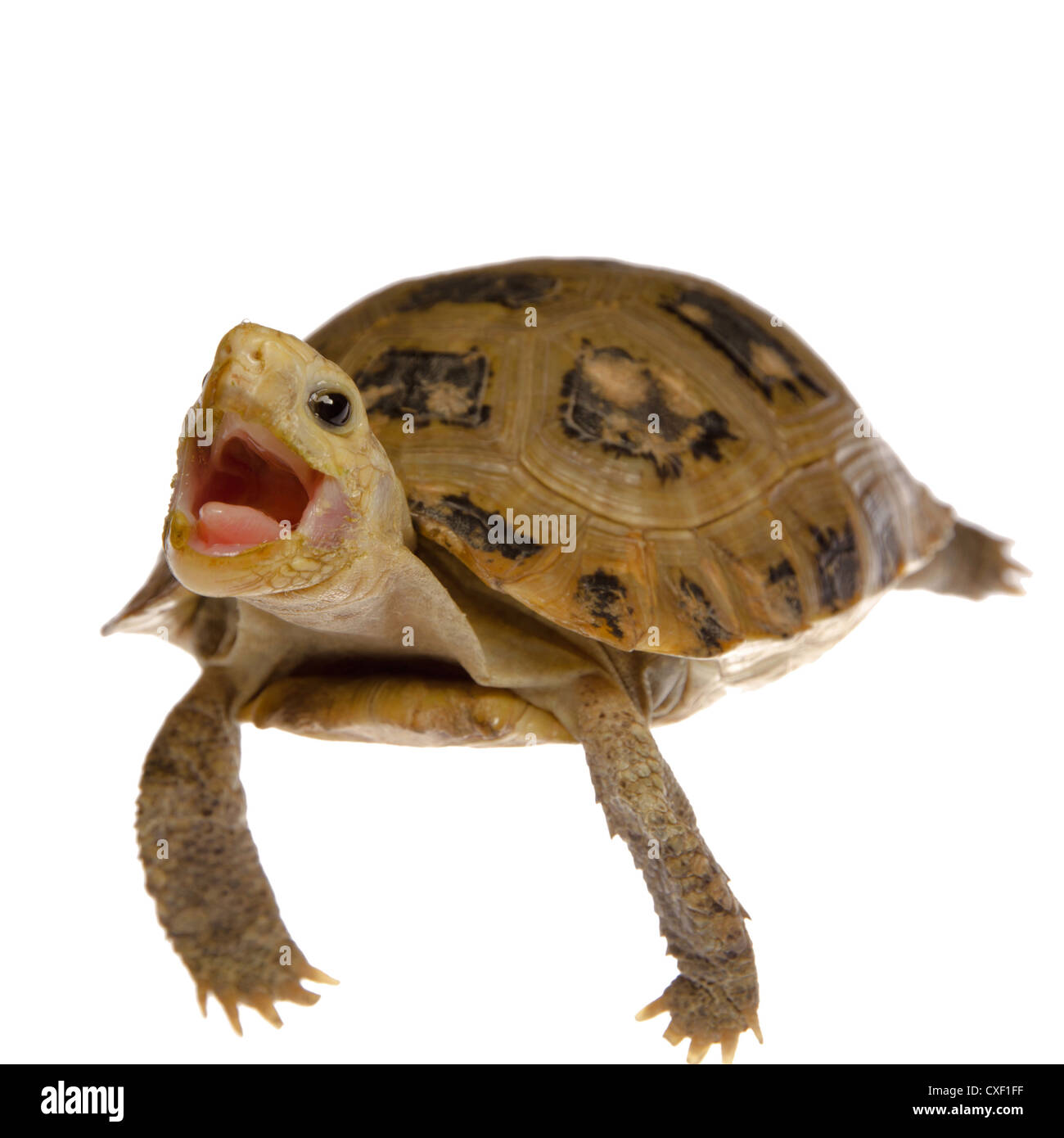 cute pet turtle tortoise isolated Stock Photo - Alamy
