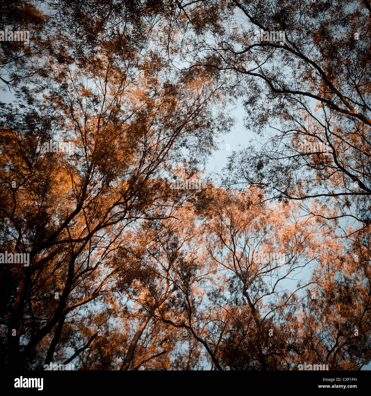 Autumn tree look up background Stock Photo - Alamy
