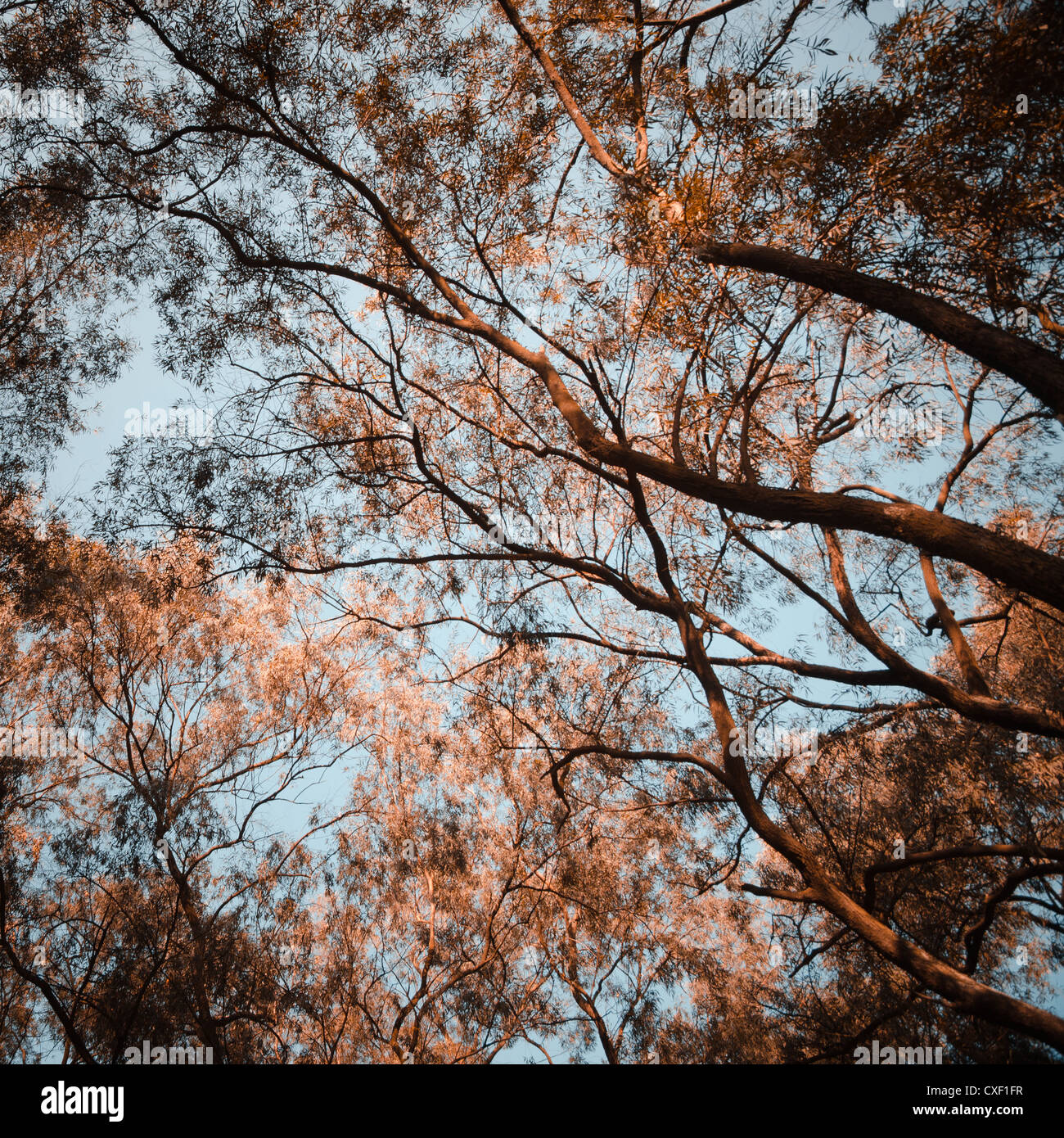 Autumn tree look up background Stock Photo - Alamy