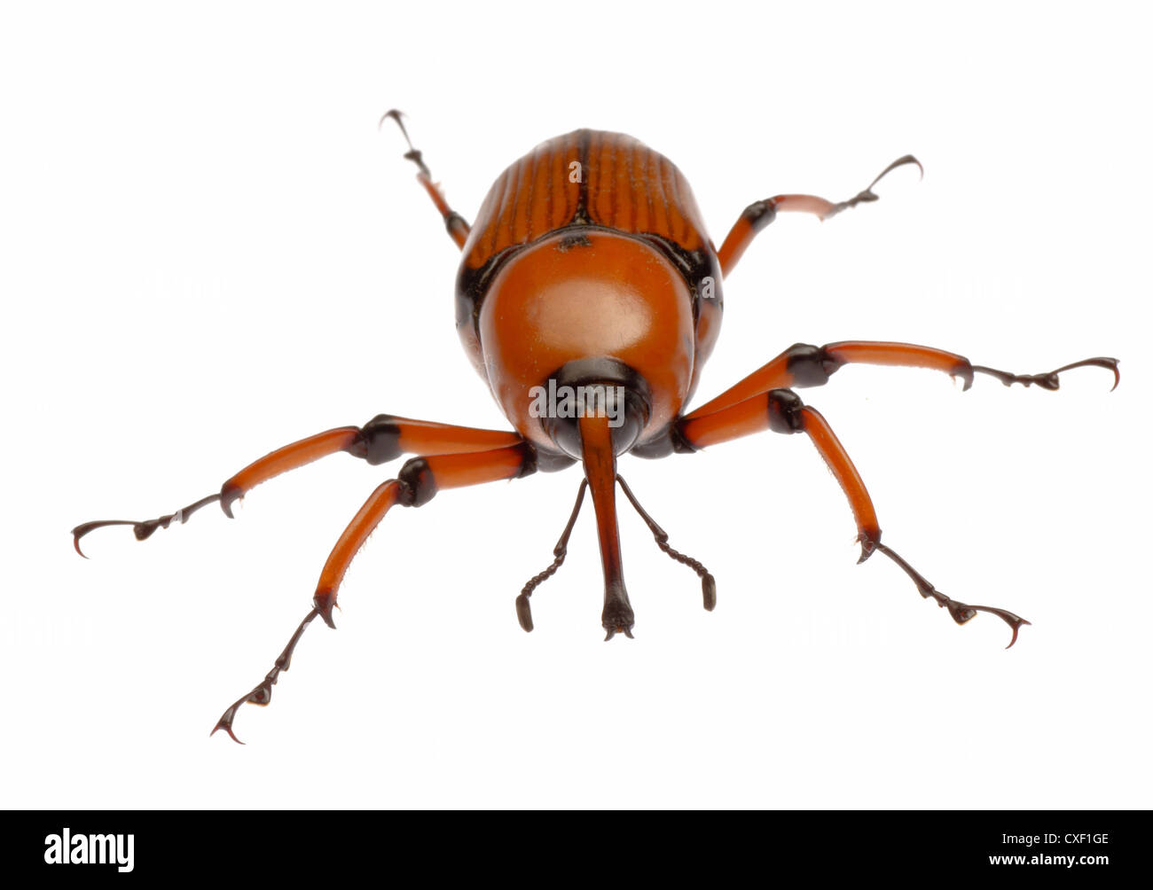 female brown palm weevil snout beetle Stock Photo - Alamy