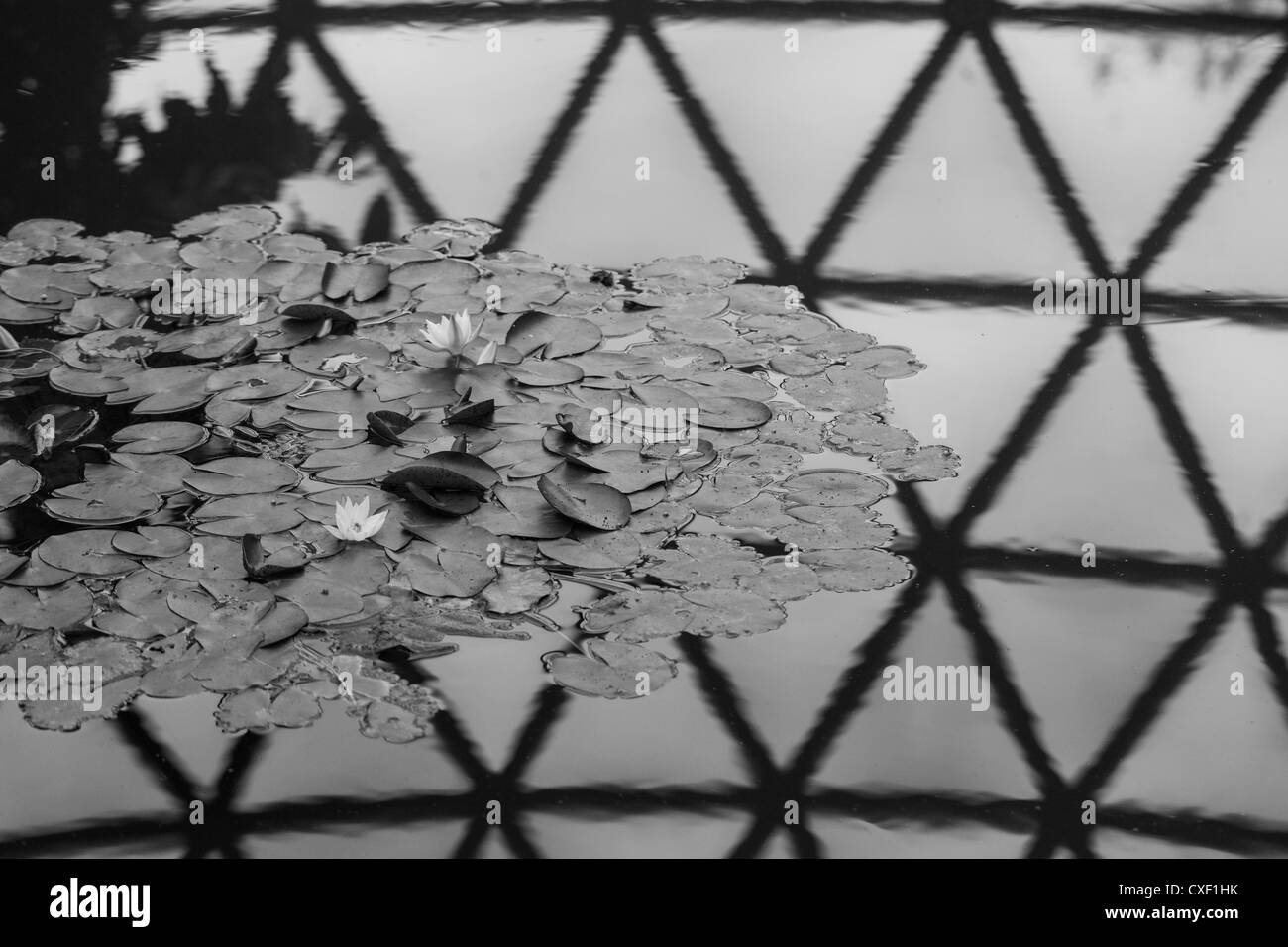 Mt Coot-Tha Botanic Garden - Geodesic Dome reflected in a pond Stock ...