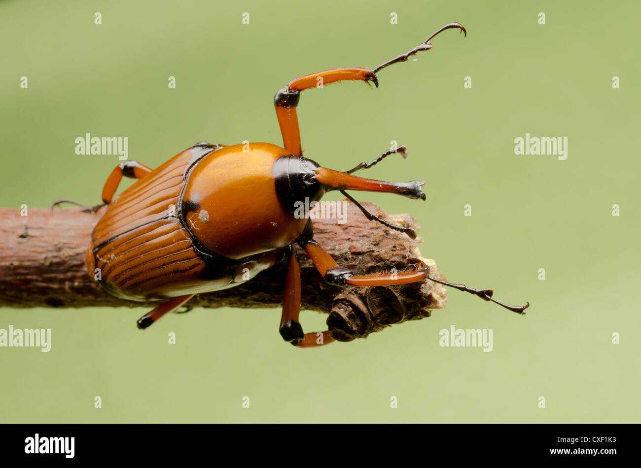 palm weevil snout beetle Stock Photo - Alamy