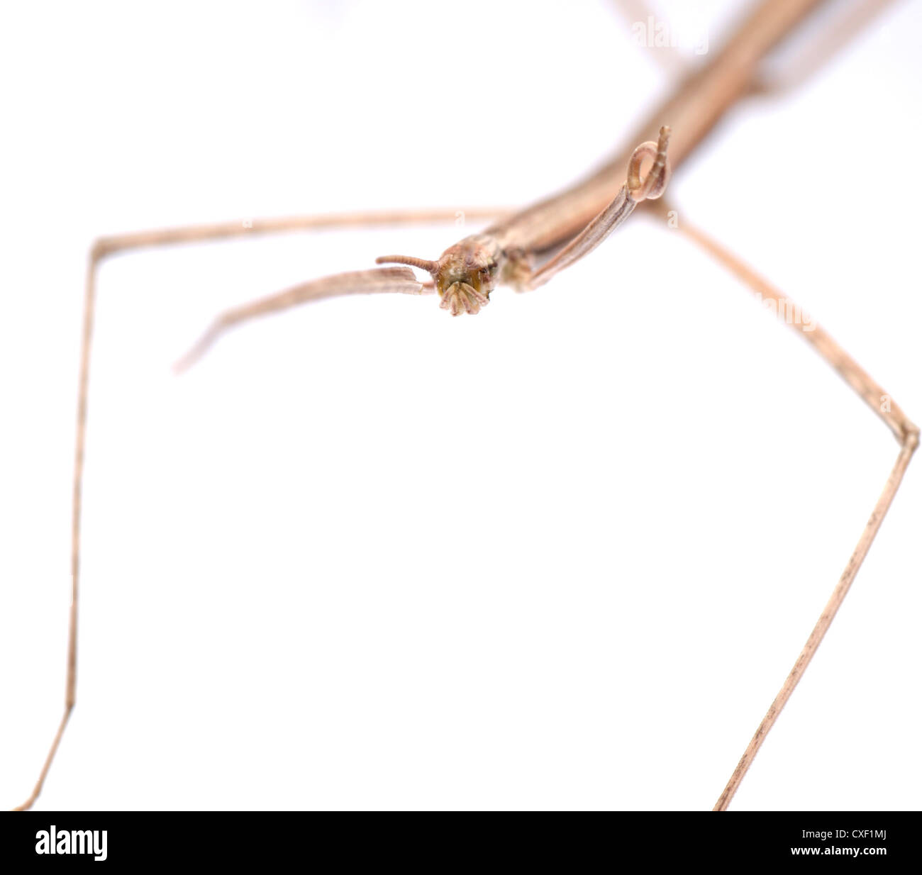 Stick bug hi-res stock photography and images - Alamy