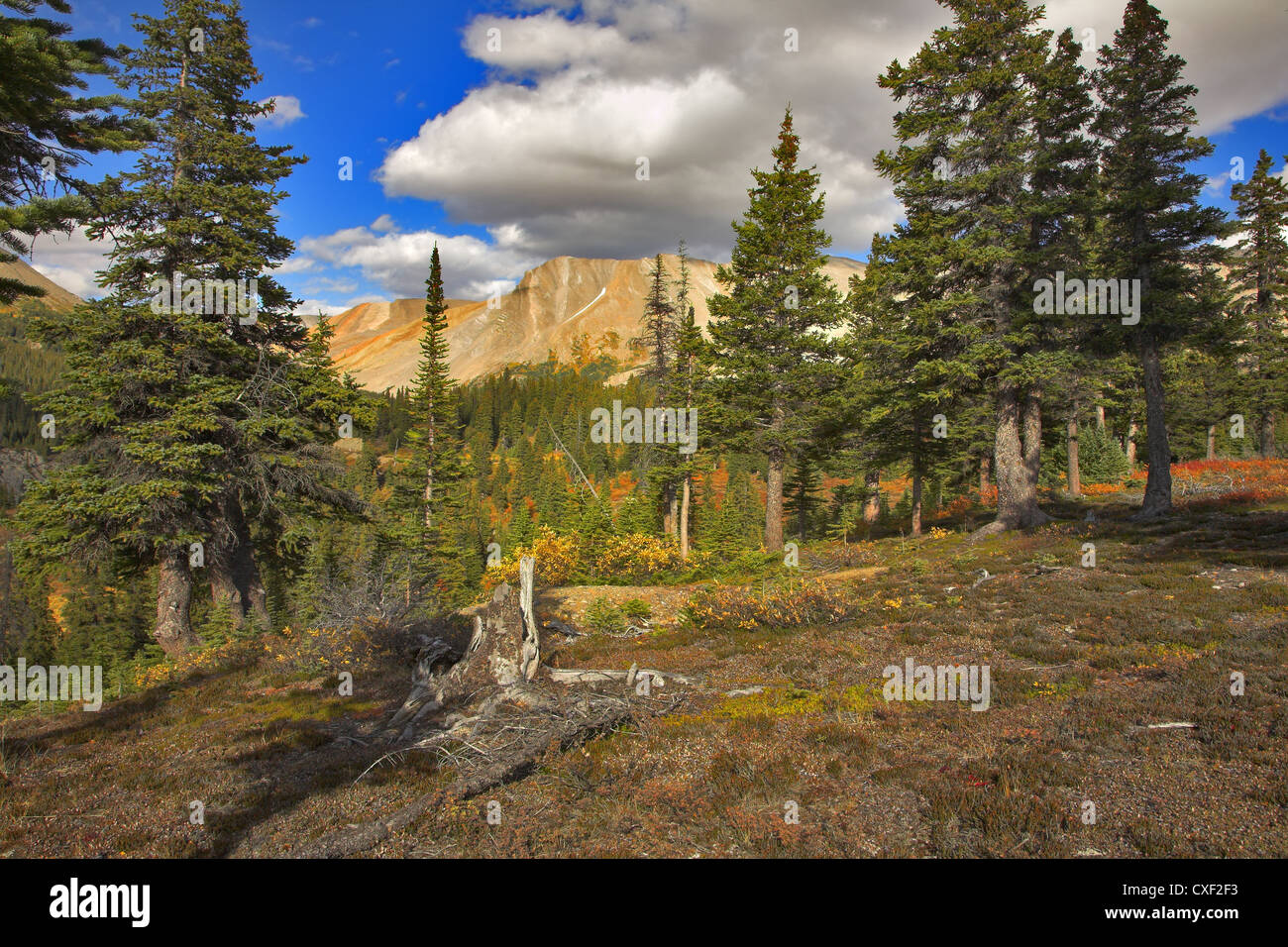 It is magnificent Stock Photo - Alamy