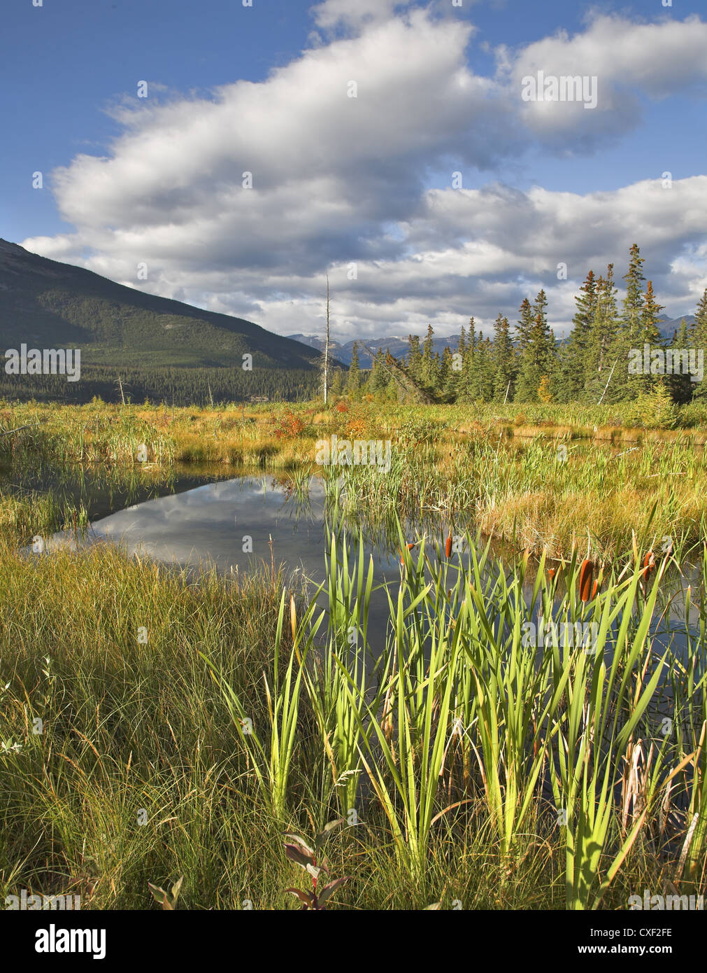 Bog light hi-res stock photography and images - Alamy