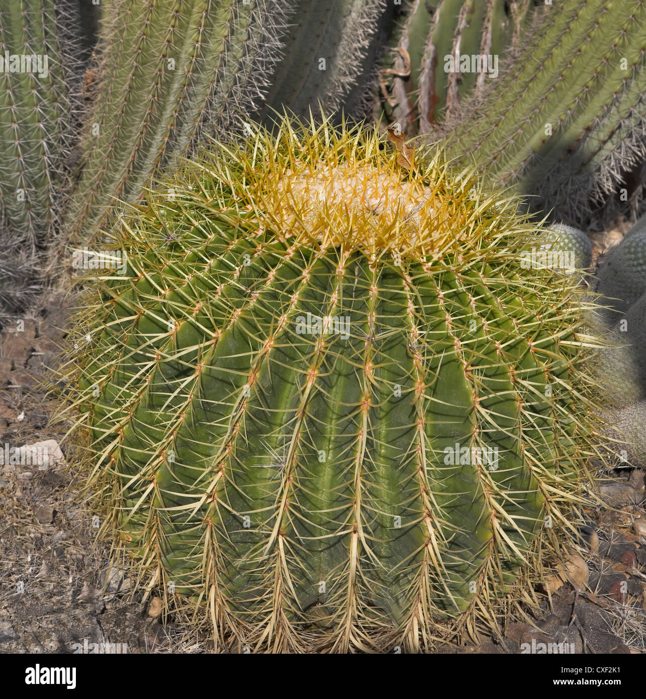 Big round cactus Stock Photo - Alamy