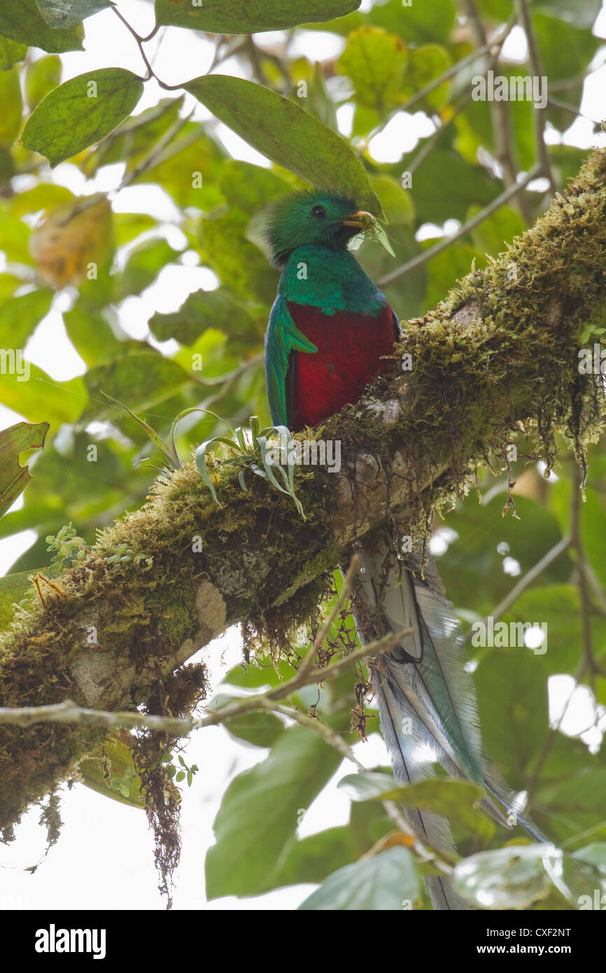 Resplendent quetzal and guatemala hi-res stock photography and images ...