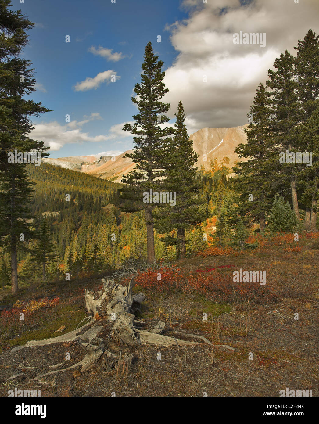 High fur hi-res stock photography and images - Alamy