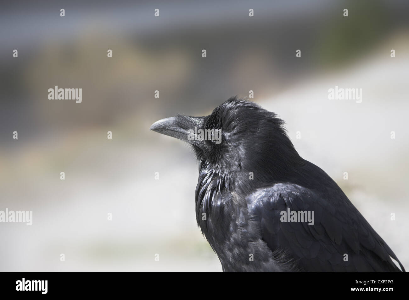 Observer silhouette hi-res stock photography and images - Alamy