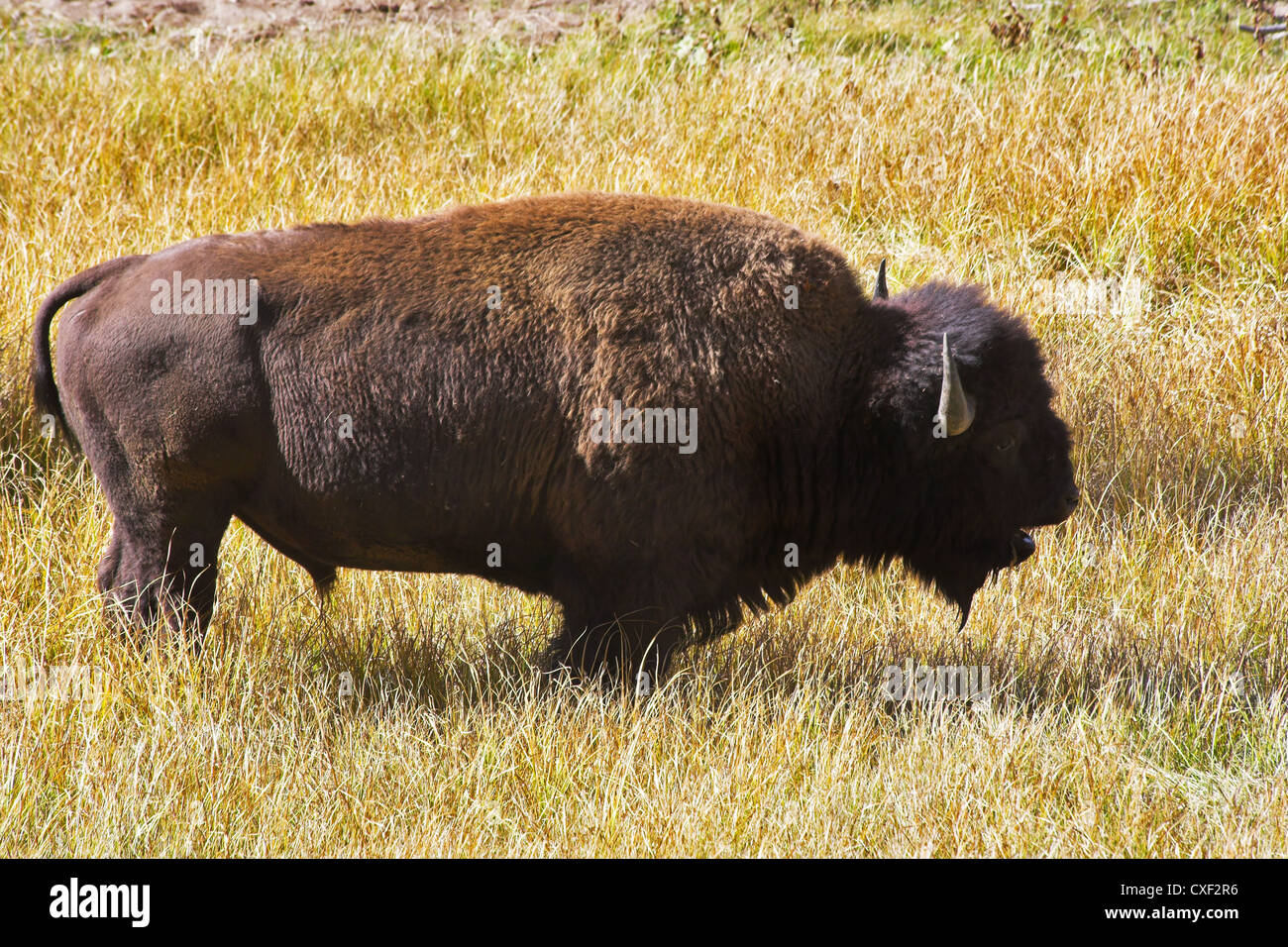 The huge bison-male Stock Photo - Alamy