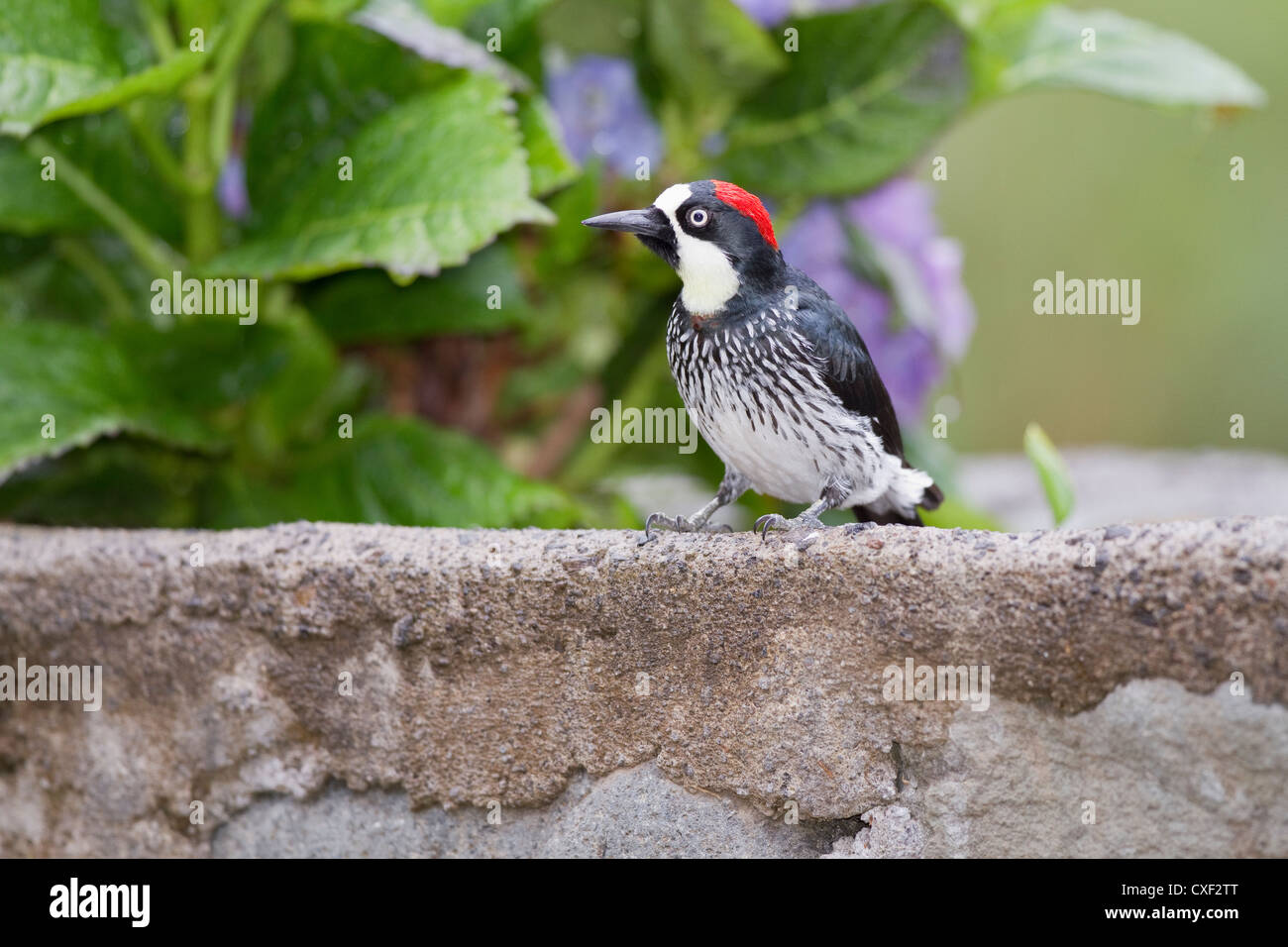Acorn woodpecker hi-res stock photography and images - Alamy