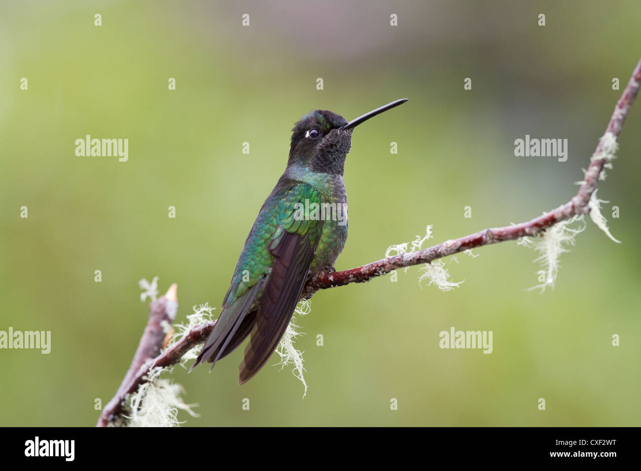 Male Magnificent Hummingbird (Eugenes fulgens) on branch at Savegre ...