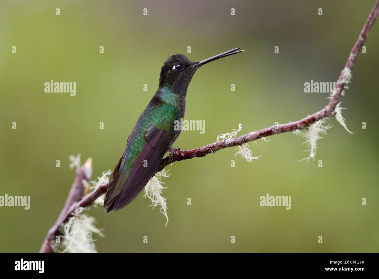 Male Magnificent Hummingbird (Eugenes fulgens) on branch at Savegre ...
