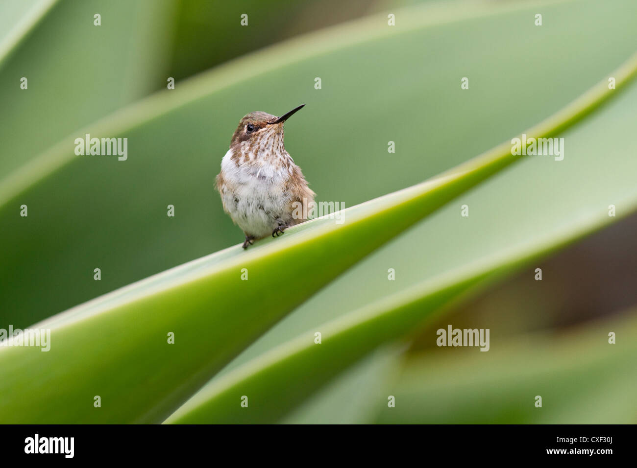 Female Volcano hummingbird (Selasphorus flammula) perched on cactus ...
