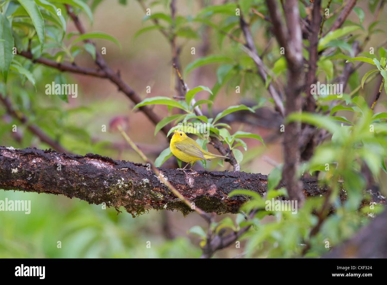 Female Wilson's Warbler (Wilsonia pusilla) on branch of tree in Savegre ...