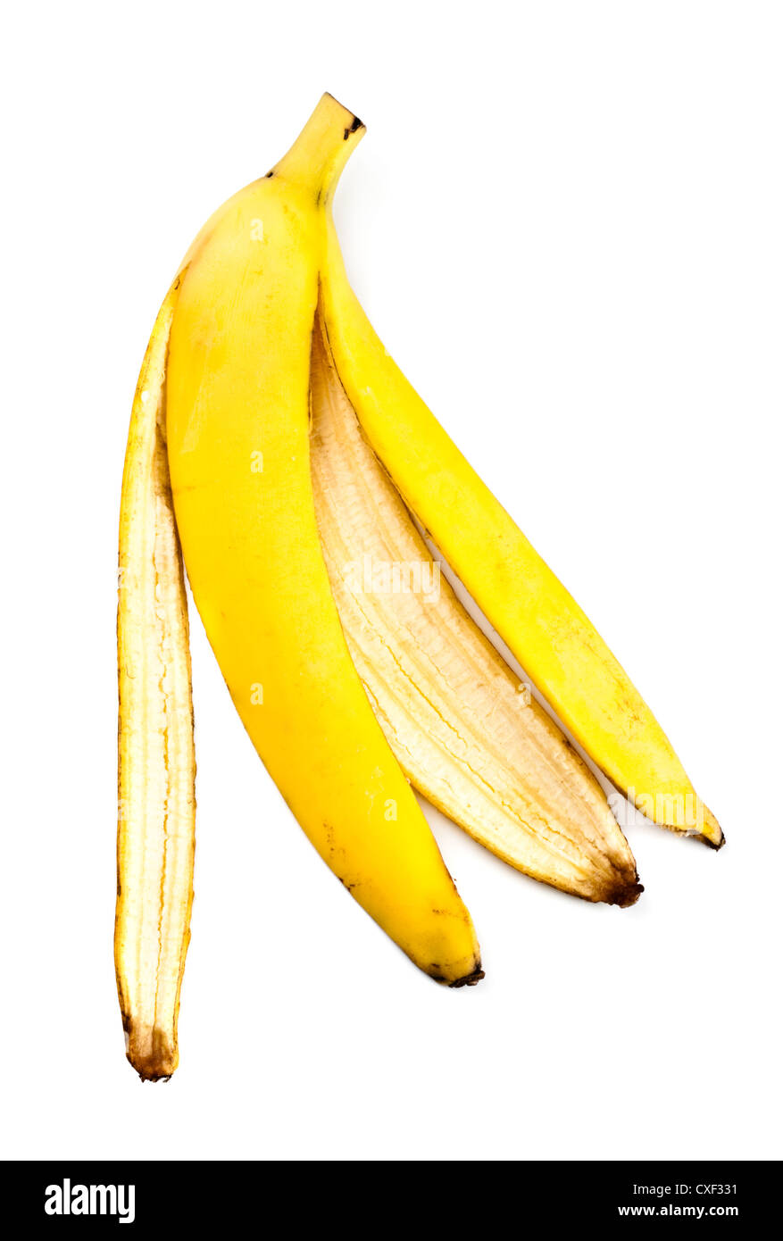 Skin shell Cut Out Stock Images & Pictures - Alamy