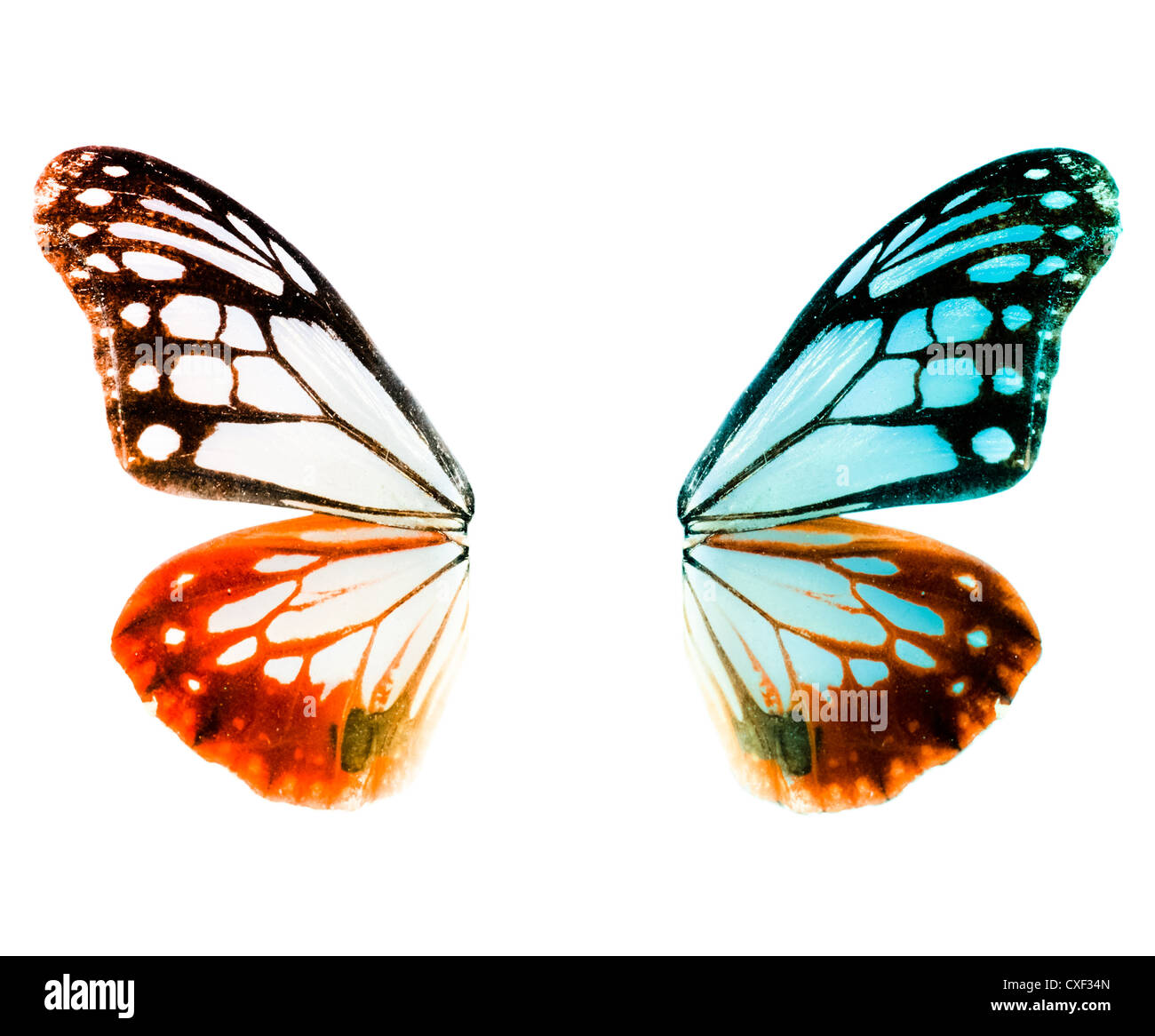 Butterfly wing hi-res stock photography and images - Alamy