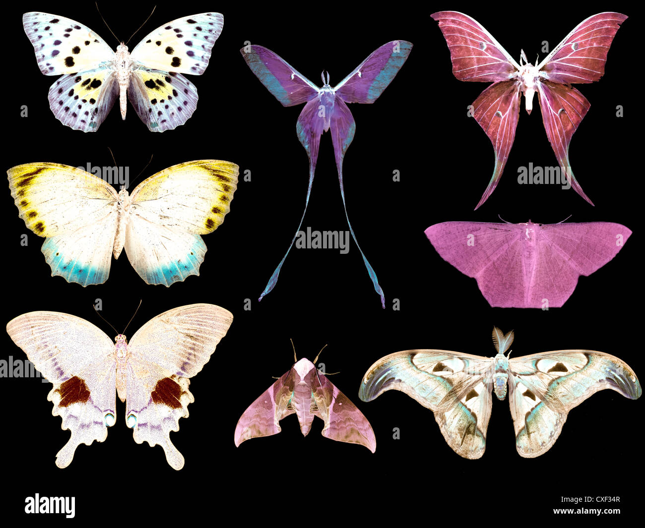 Moth collection biology hi-res stock photography and images - Alamy