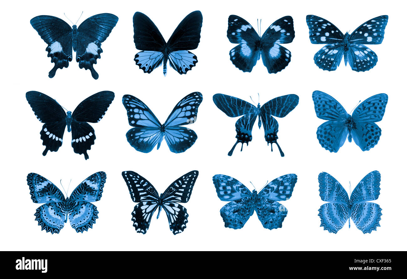 Butterfly collection hi-res stock photography and images - Alamy