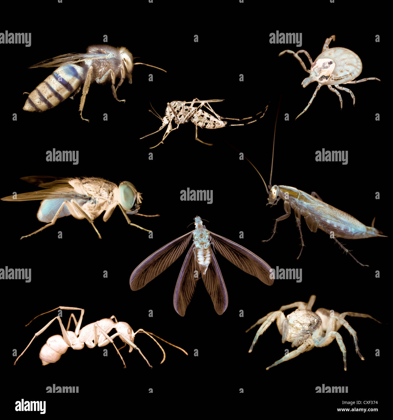 animal insect bug Stock Photo - Alamy