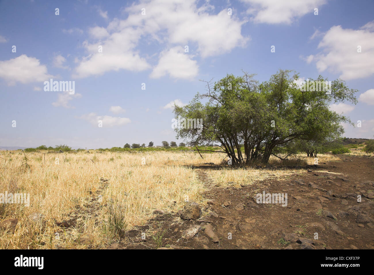Dry grass and a tree Stock Photo - Alamy