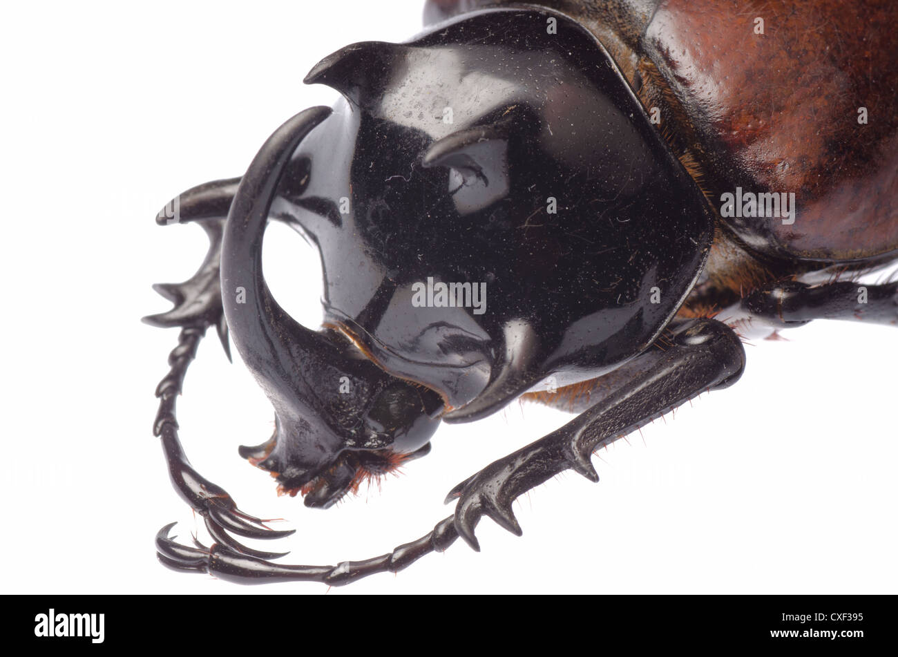 insect giant scarab rhino beetle Eupatorus sukkiti isolated Stock Photo ...