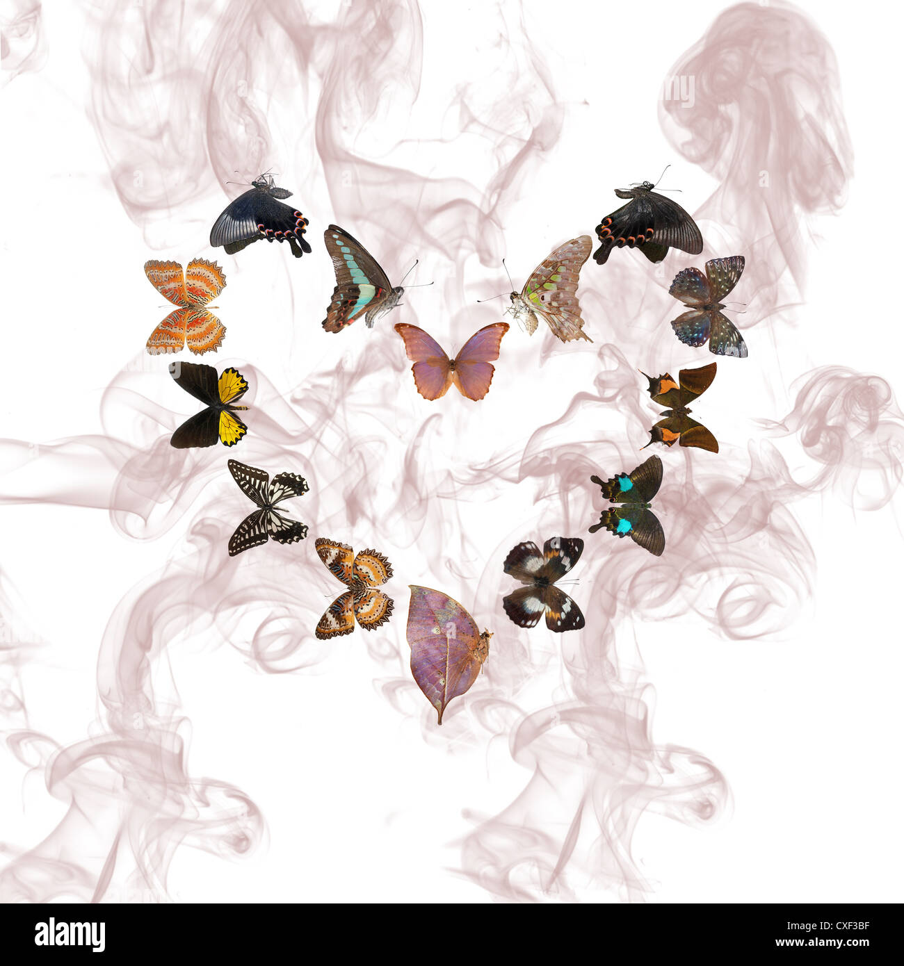 butterfly heart sharp frame Stock Photo - Alamy