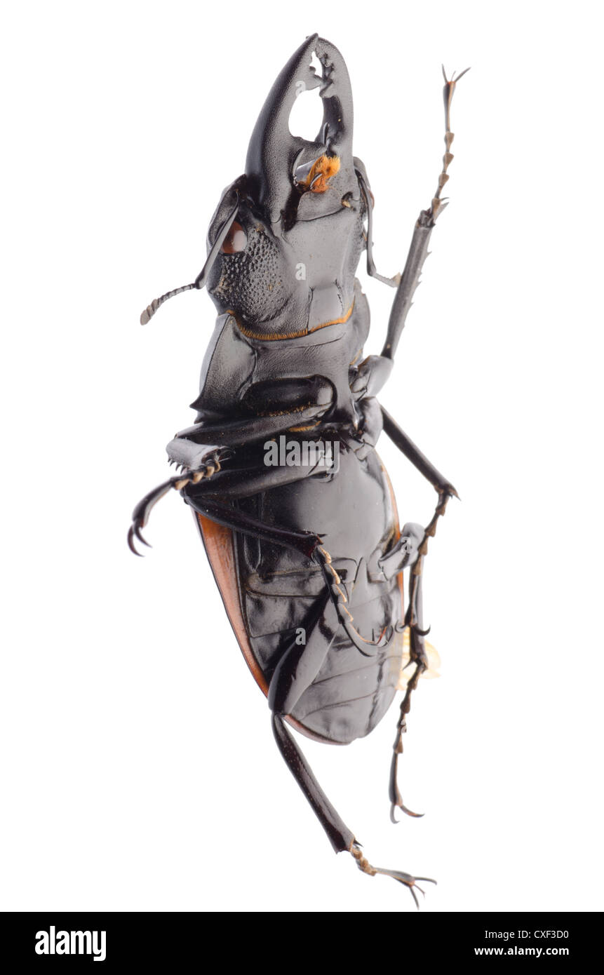 Small stag beetle hi-res stock photography and images - Alamy