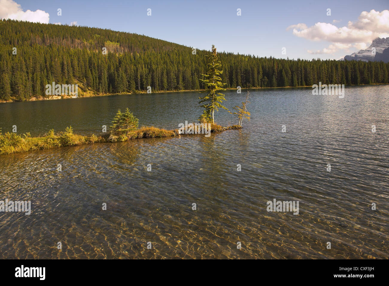 Shallow and small tree Stock Photo - Alamy