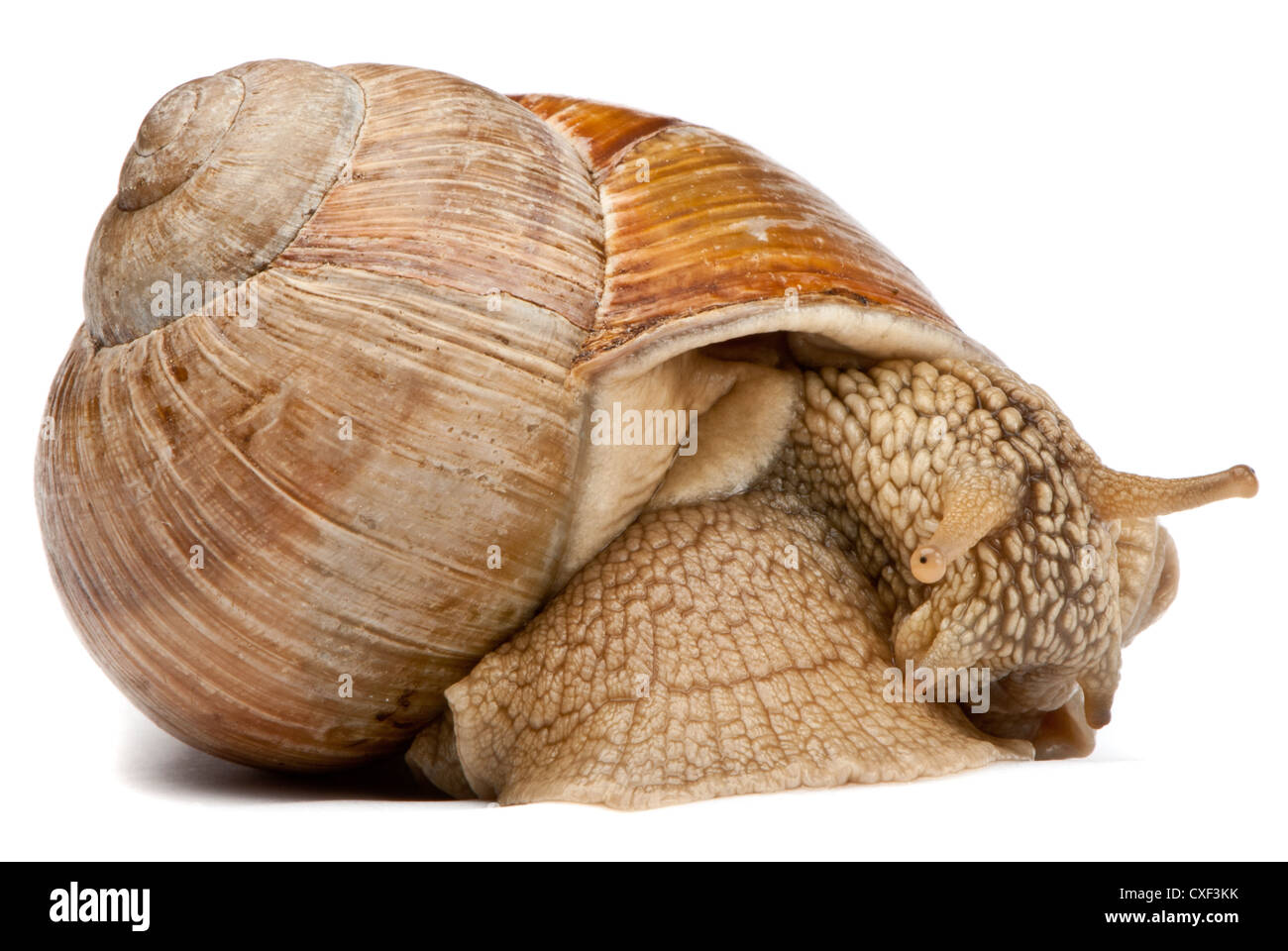 Snail isolated on white background Stock Photo - Alamy