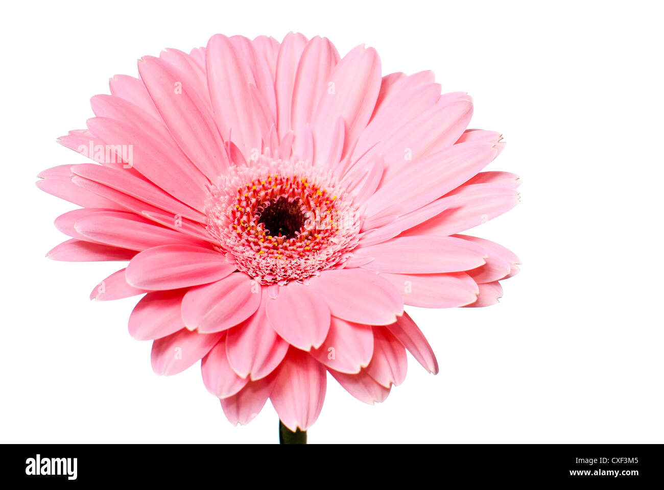 Pink gerbera daisy flower on a white background Stock Photo - Alamy