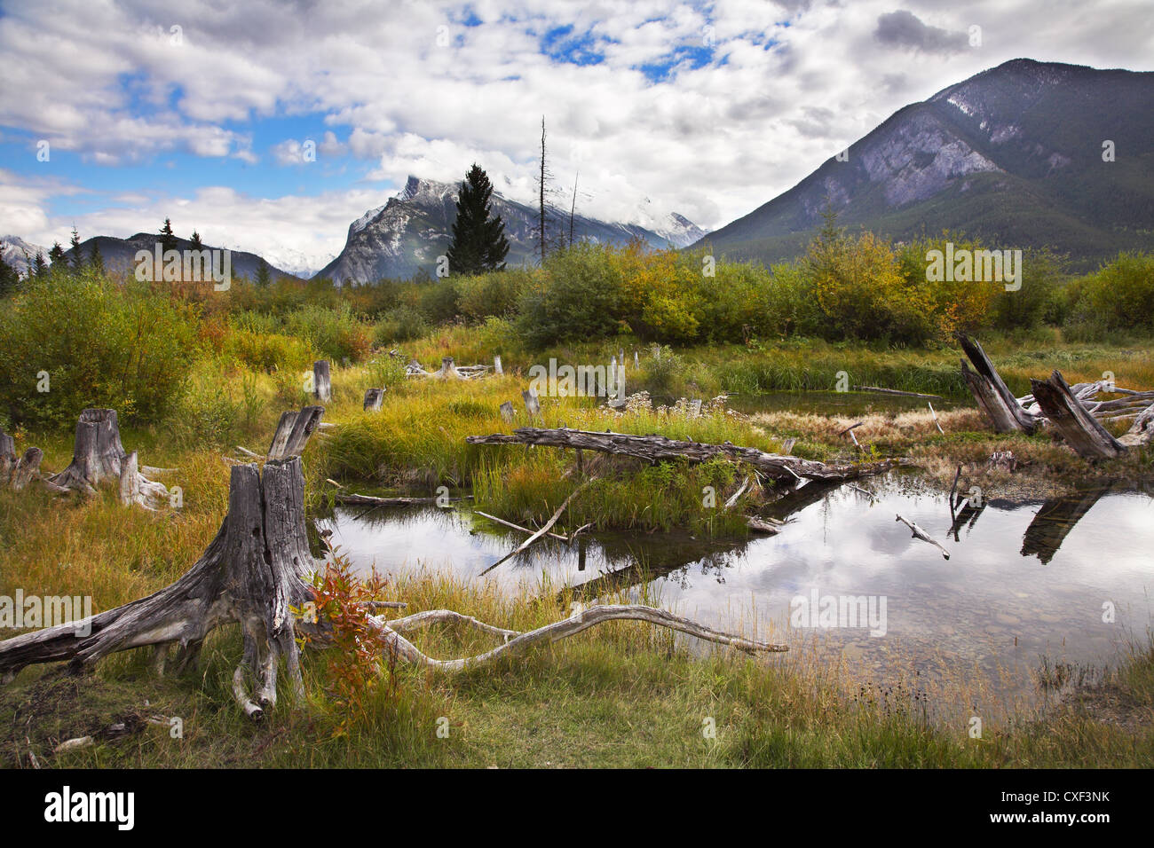 Bog life hi-res stock photography and images - Alamy