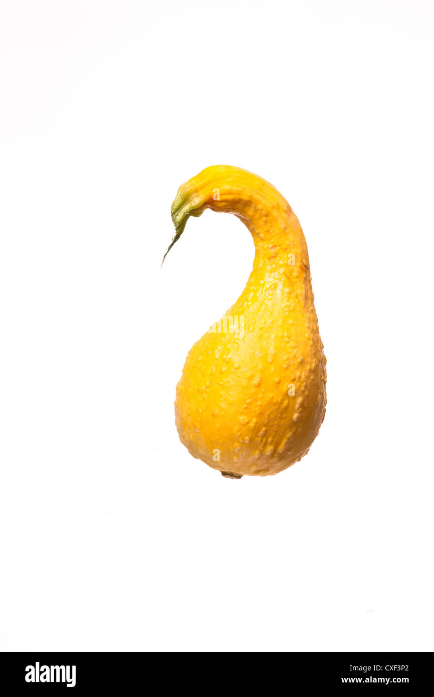 Curved yellow squash Stock Photo - Alamy