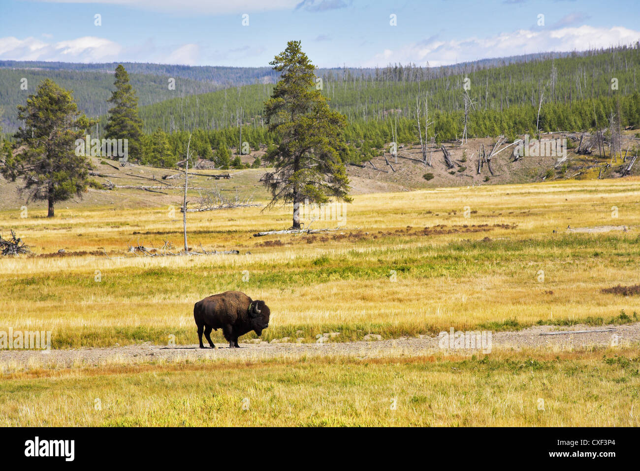 Grazed area hi-res stock photography and images - Alamy